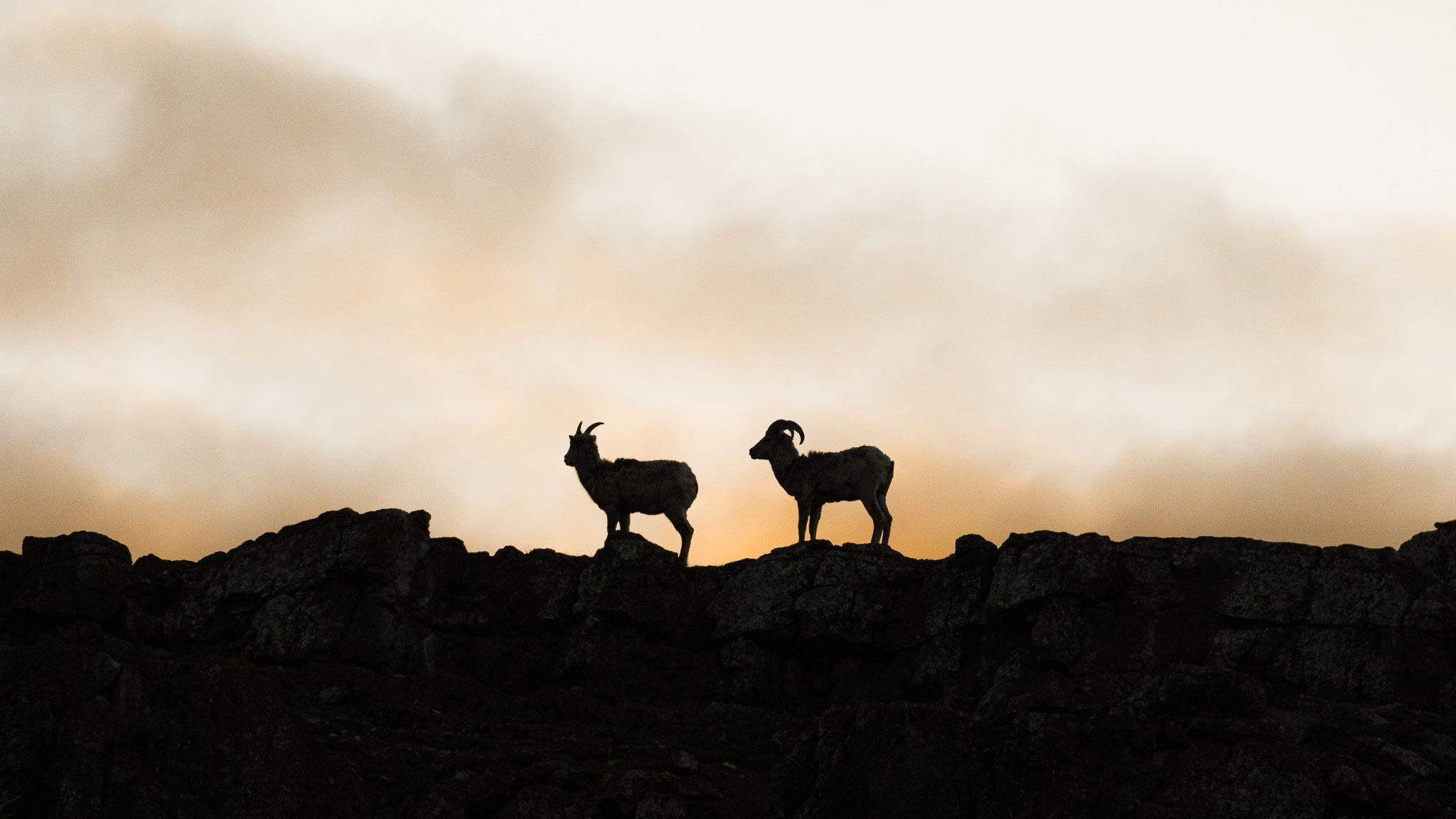 5 Steps to a better life – DeepSnap