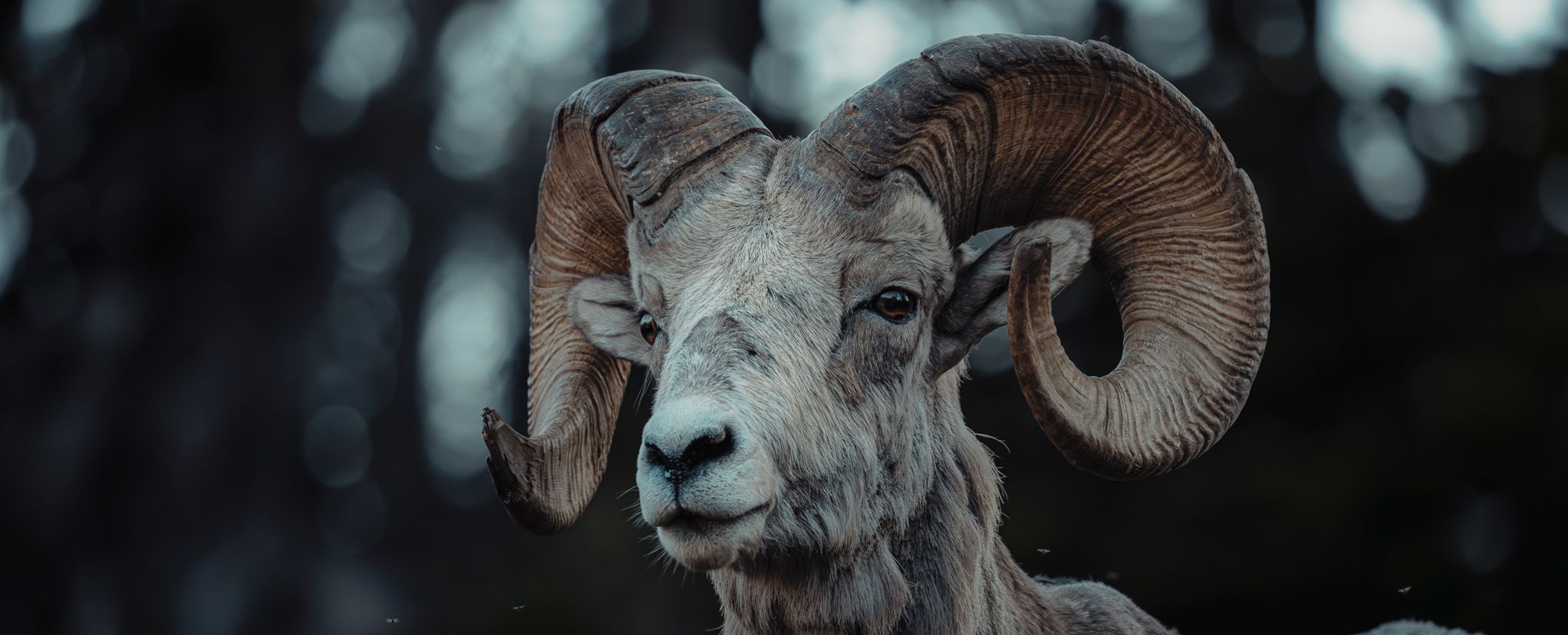 Don't Be A Fool – DeepSnap