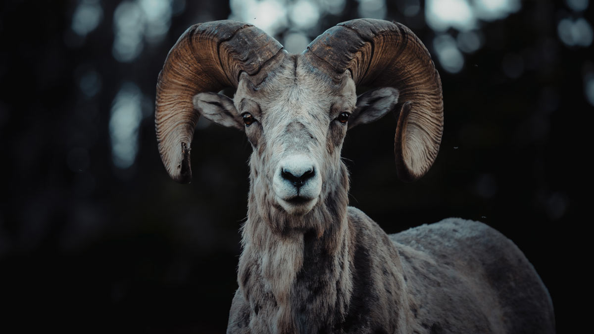 How to set goals – DeepSnap