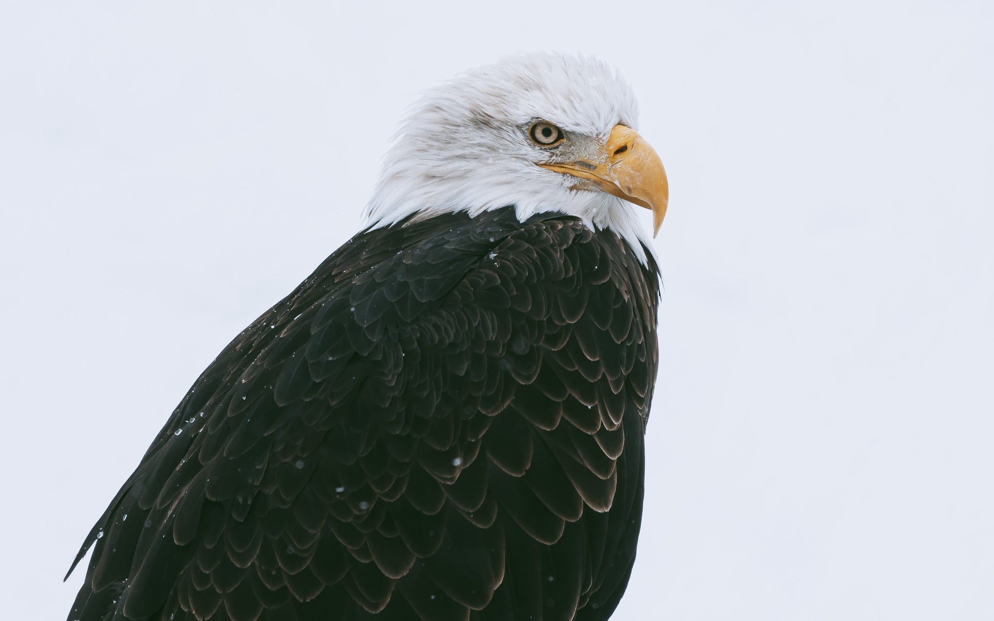 Creators and Adaptability – DeepSnap